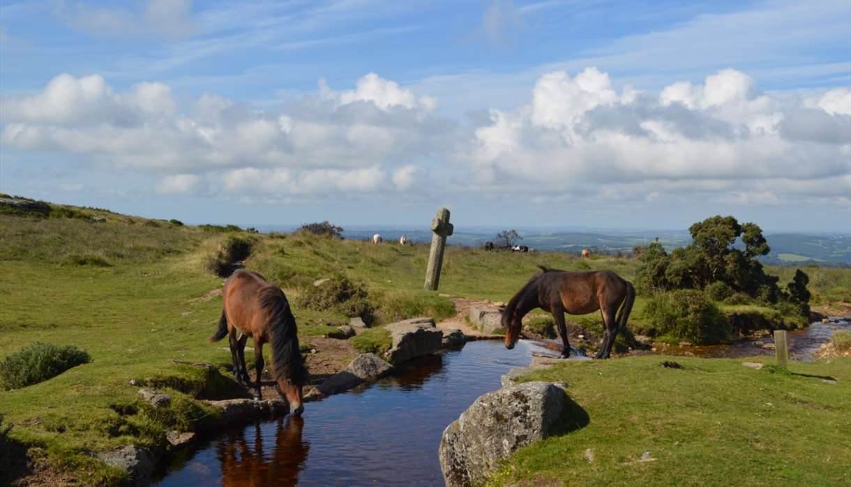 Dartmoor National Park - National Park in Yelverton, Devon - Visit Exeter