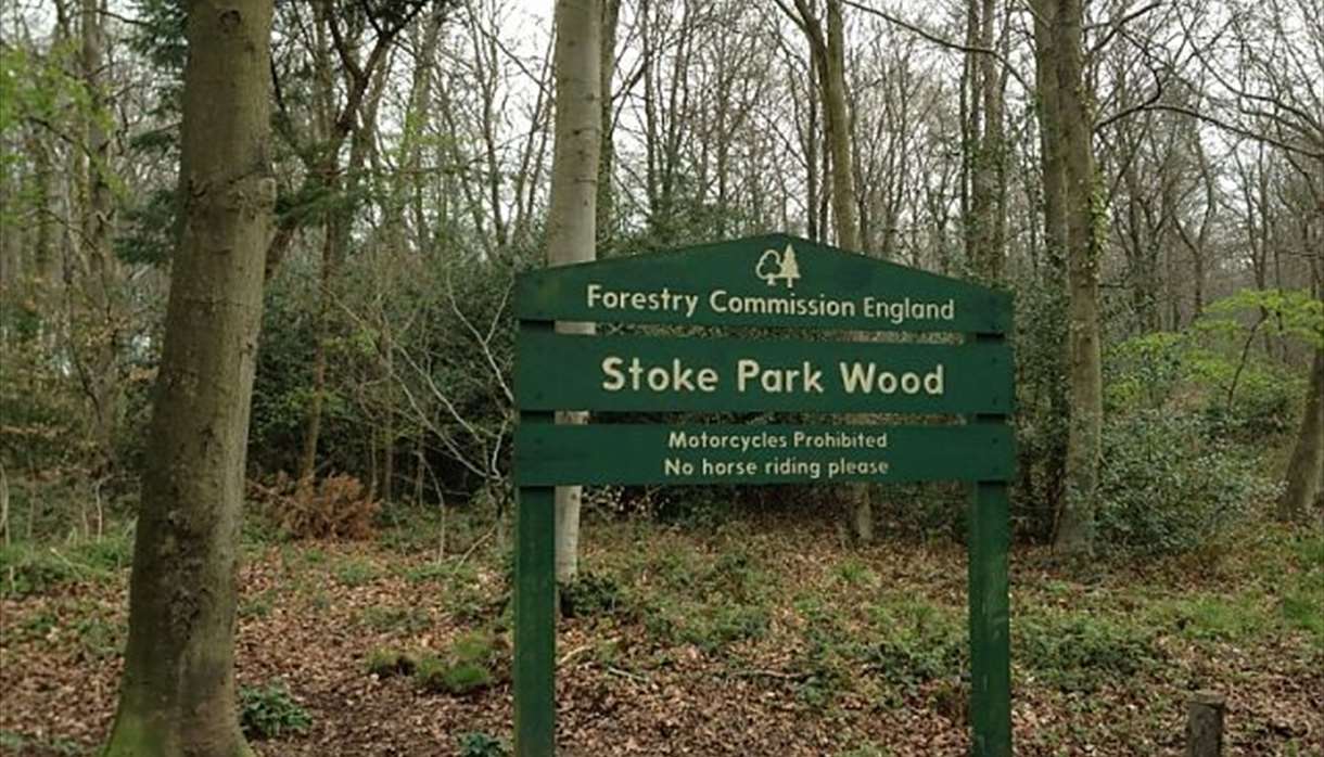 Stoke Woods - Forest in Exeter, Exeter - Visit Exeter
