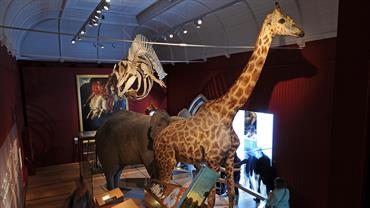 Royal Albert Memorial Museum & Art Gallery - RAMM - Museum in Exeter ...